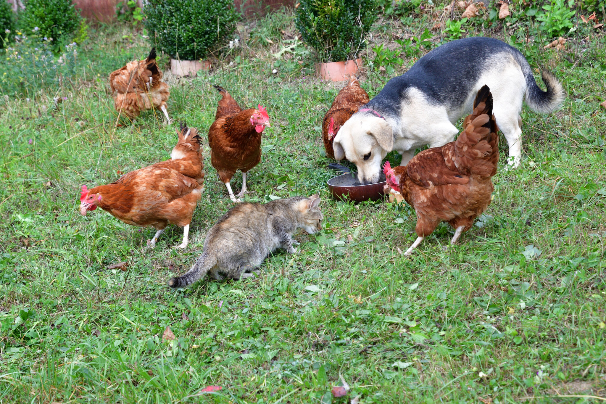 Do Cats Kill Chickens? What About Dogs? - Backyard Poultry